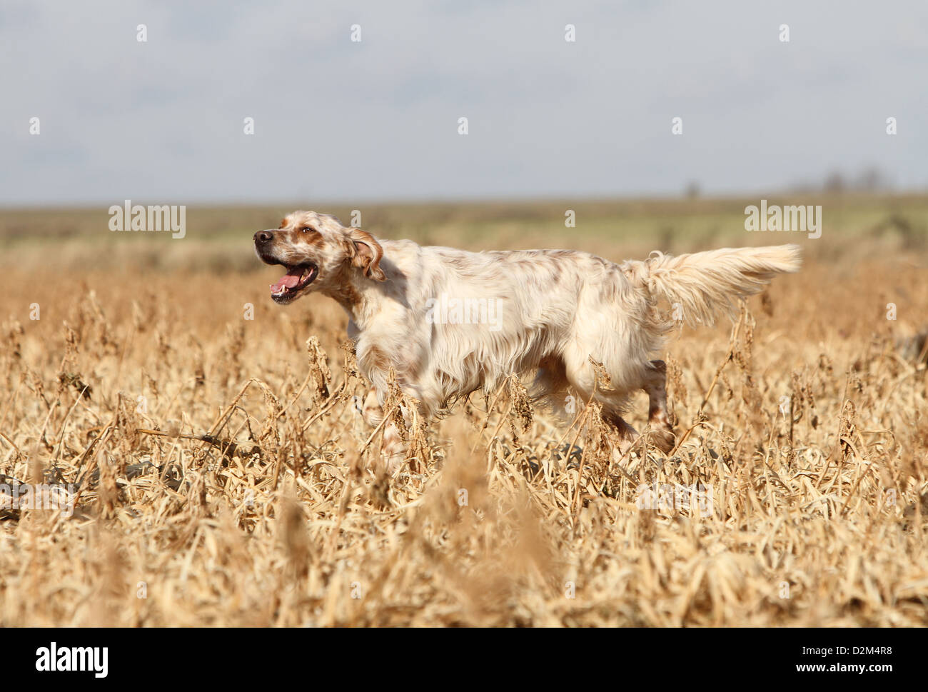 English setter orange belton hi-res stock photography and images - Alamy