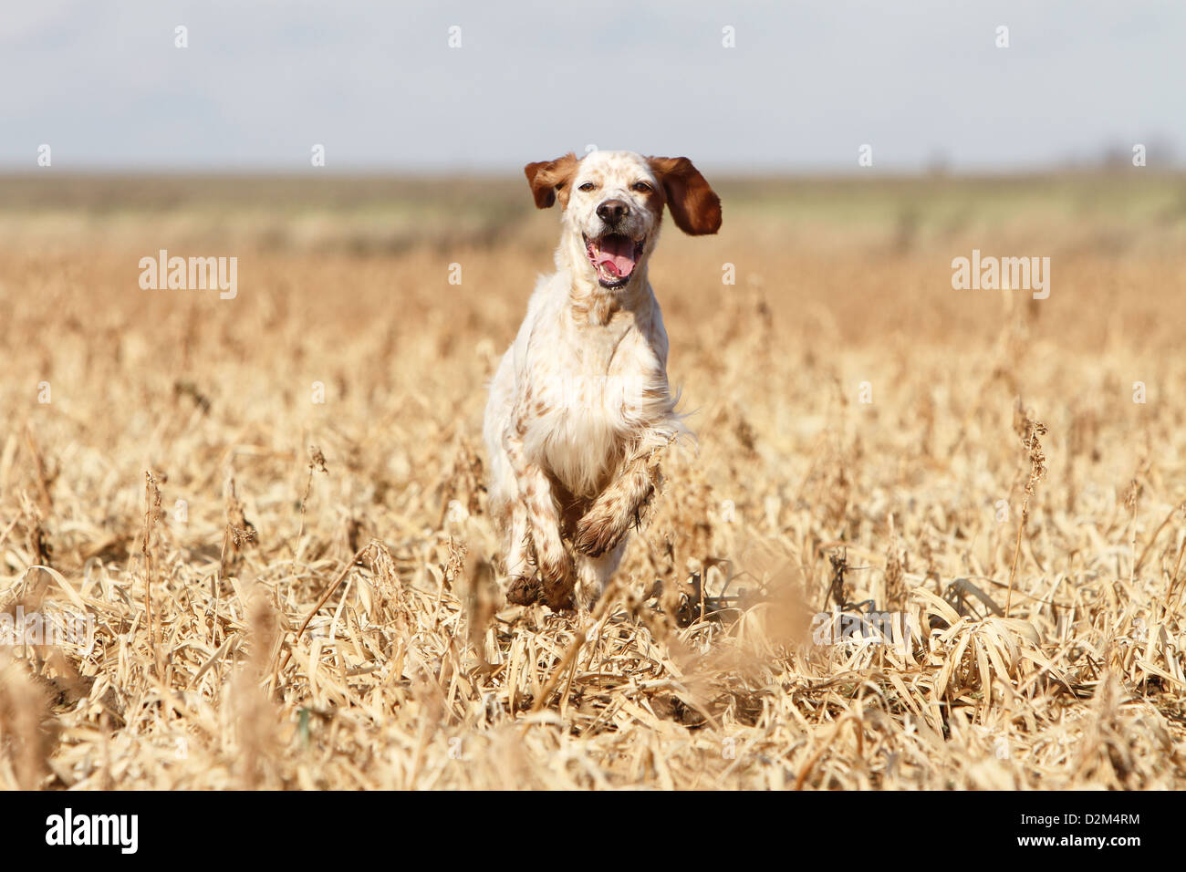 Dog English Setter adult (orange Belton) running in a field Stock Photo ...
