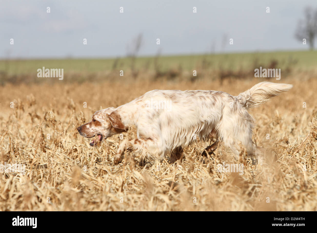 Dog English Setter adult (orange Belton) running in a field Stock Photo ...