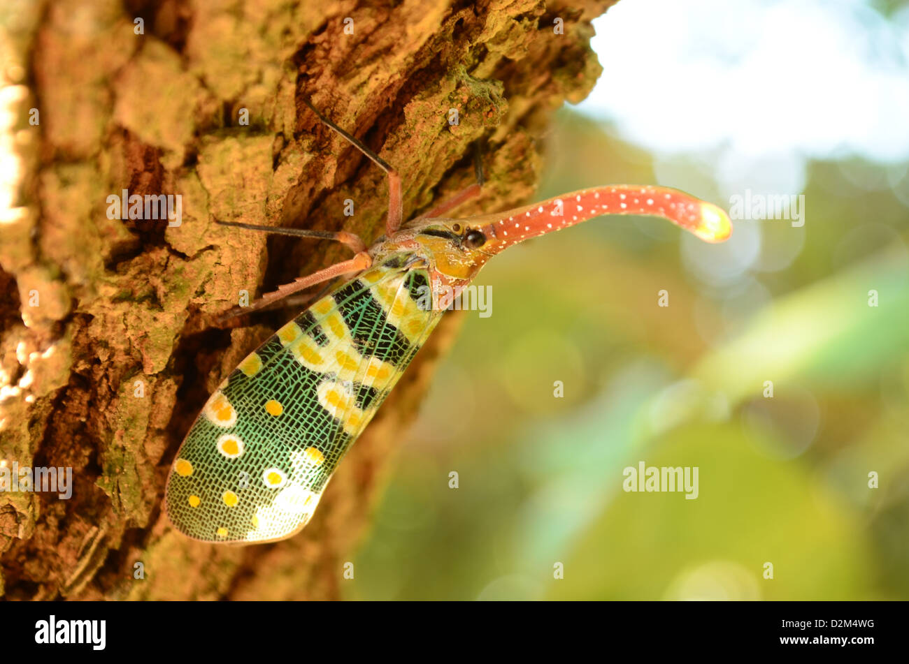 Lantern bug hi-res stock photography and images - Alamy