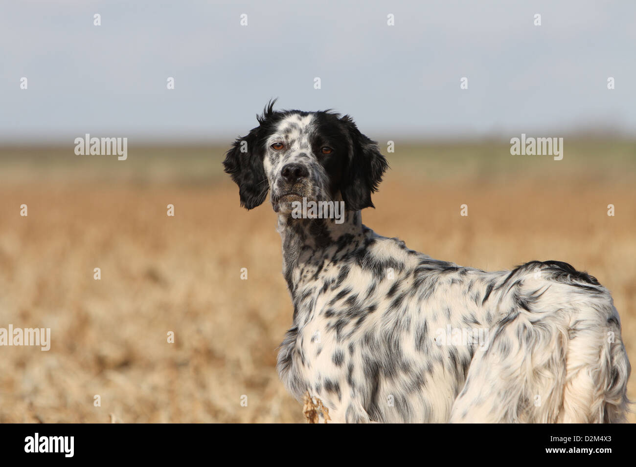 Dog English Setter adult (blue Belton) portrait Stock Photo - Alamy