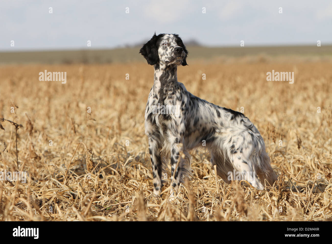 Dog English Setter adult (blue Belton) standing in a field Stock Photo ...
