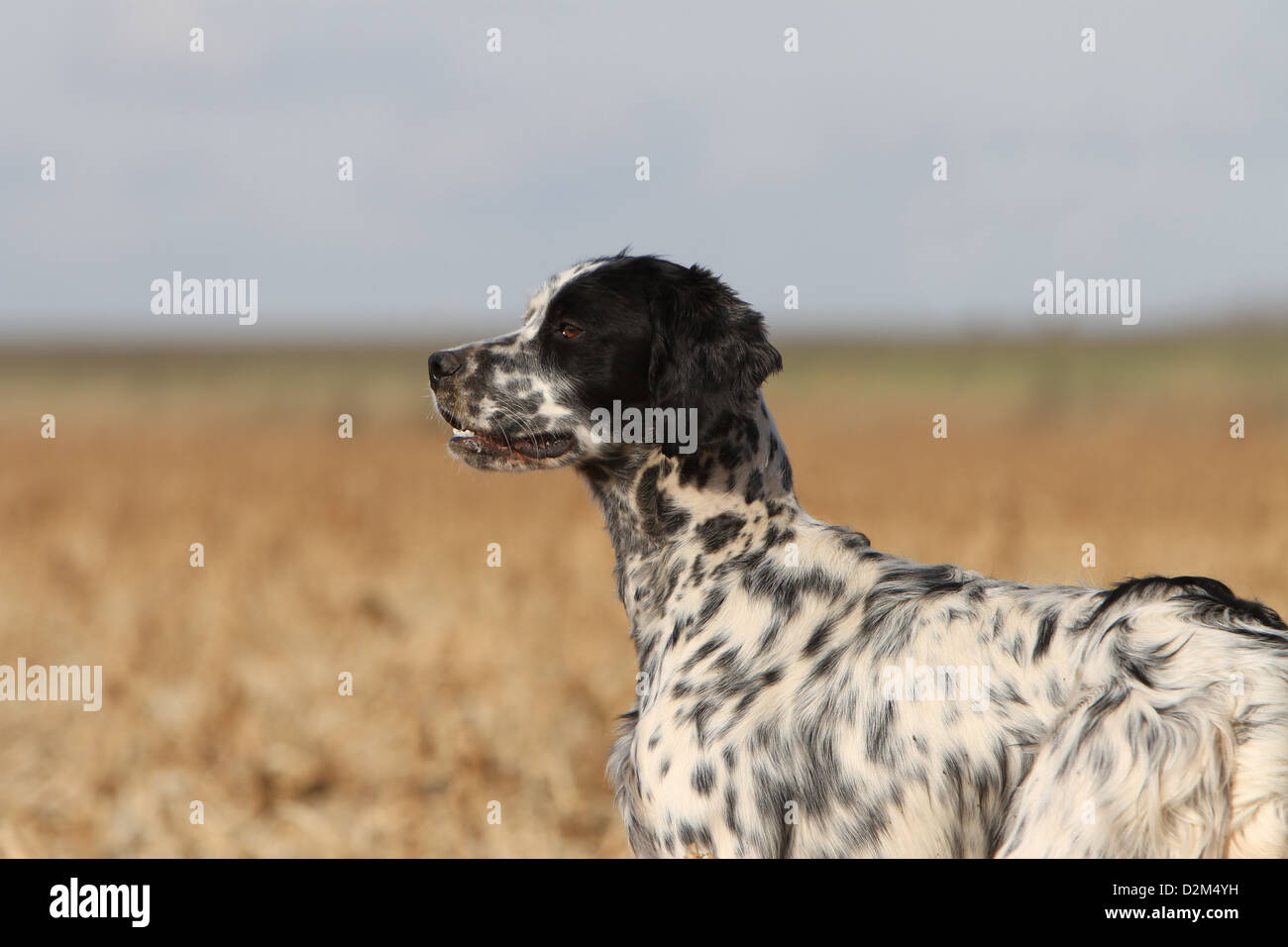 Dog English Setter adult (blue Belton) portrait profile Stock Photo - Alamy