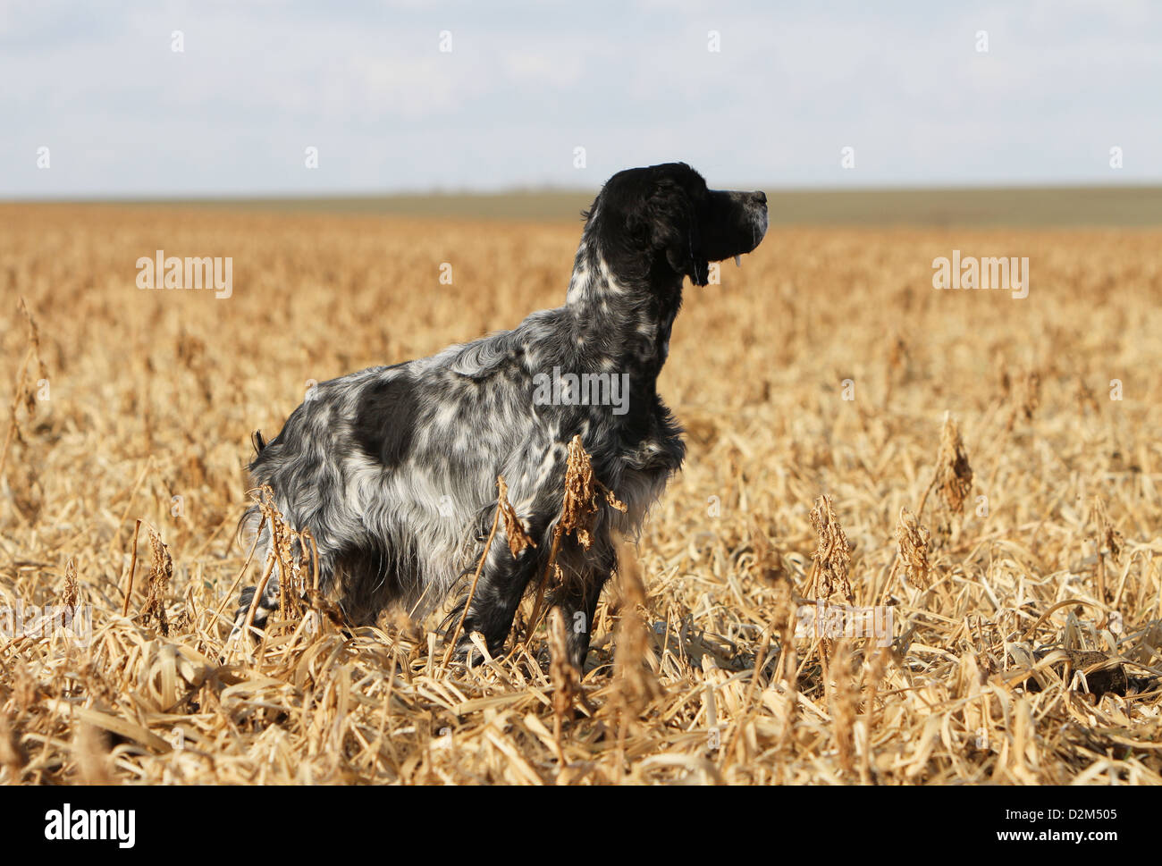 Dog English Setter adult (blue Belton) standing in a field Stock Photo ...