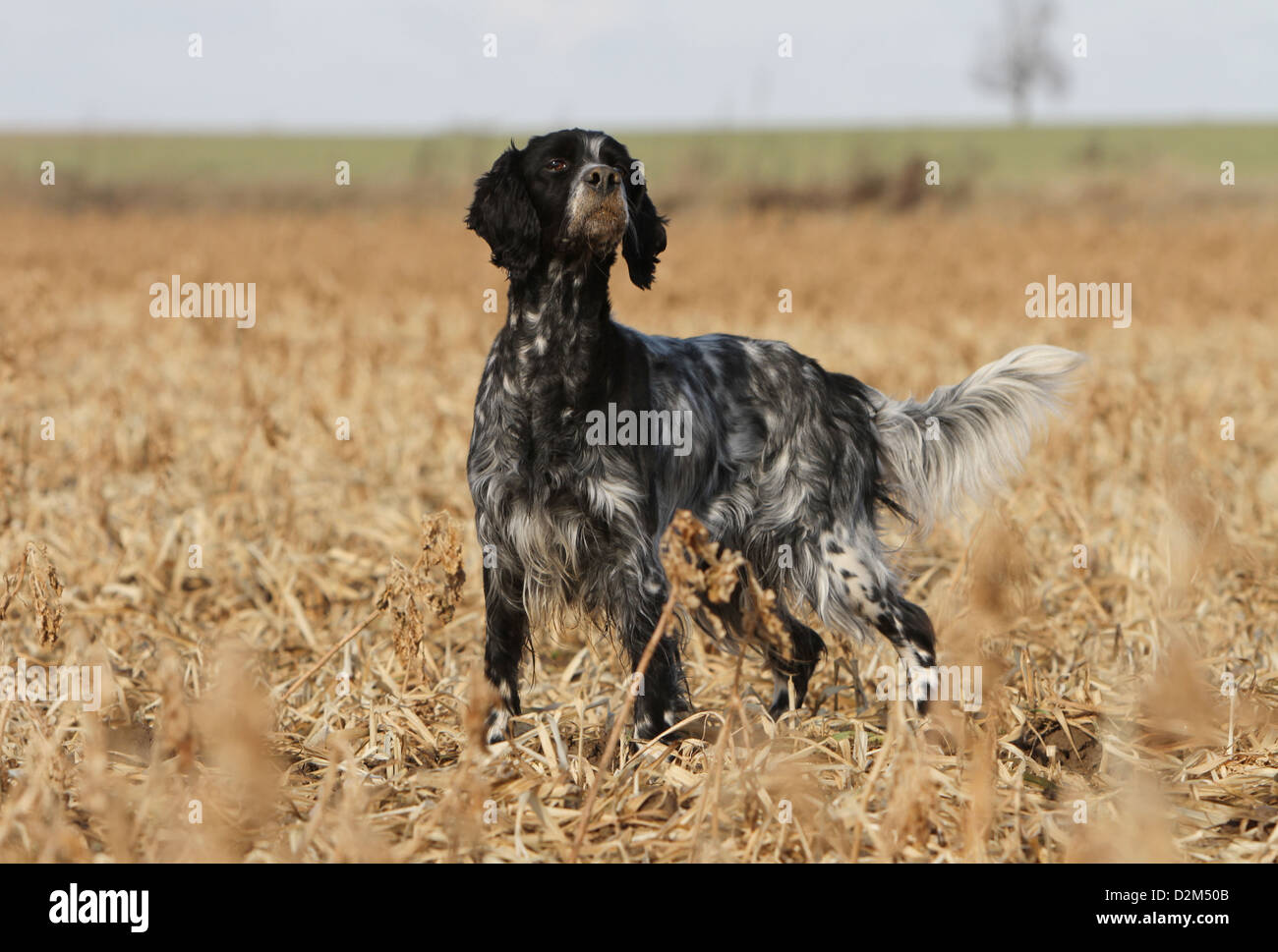 Dog English Setter adult (blue Belton) standing in a field Stock Photo ...