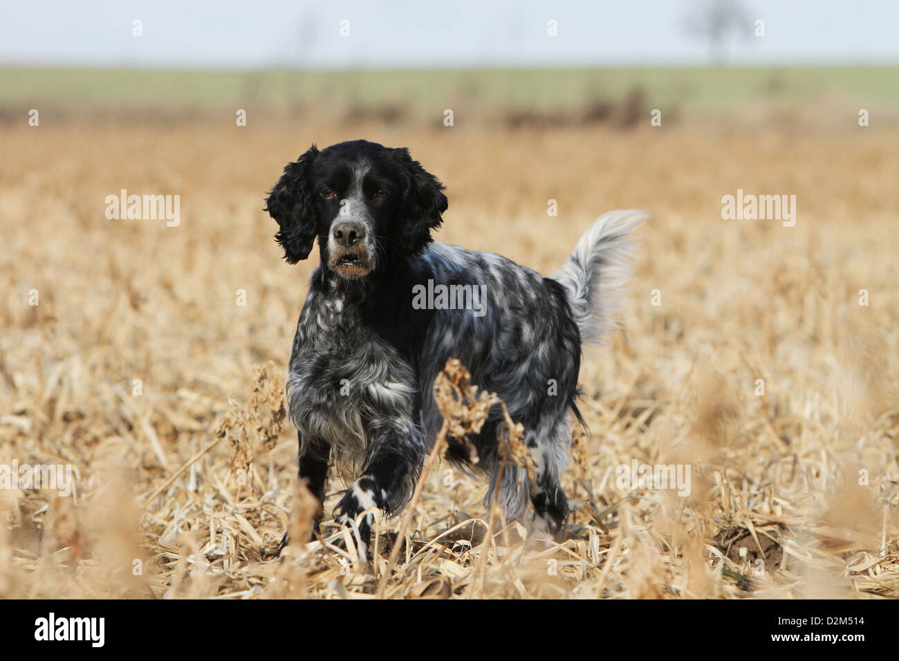 Dog English Setter adult (blue Belton) standing in a field Stock Photo ...