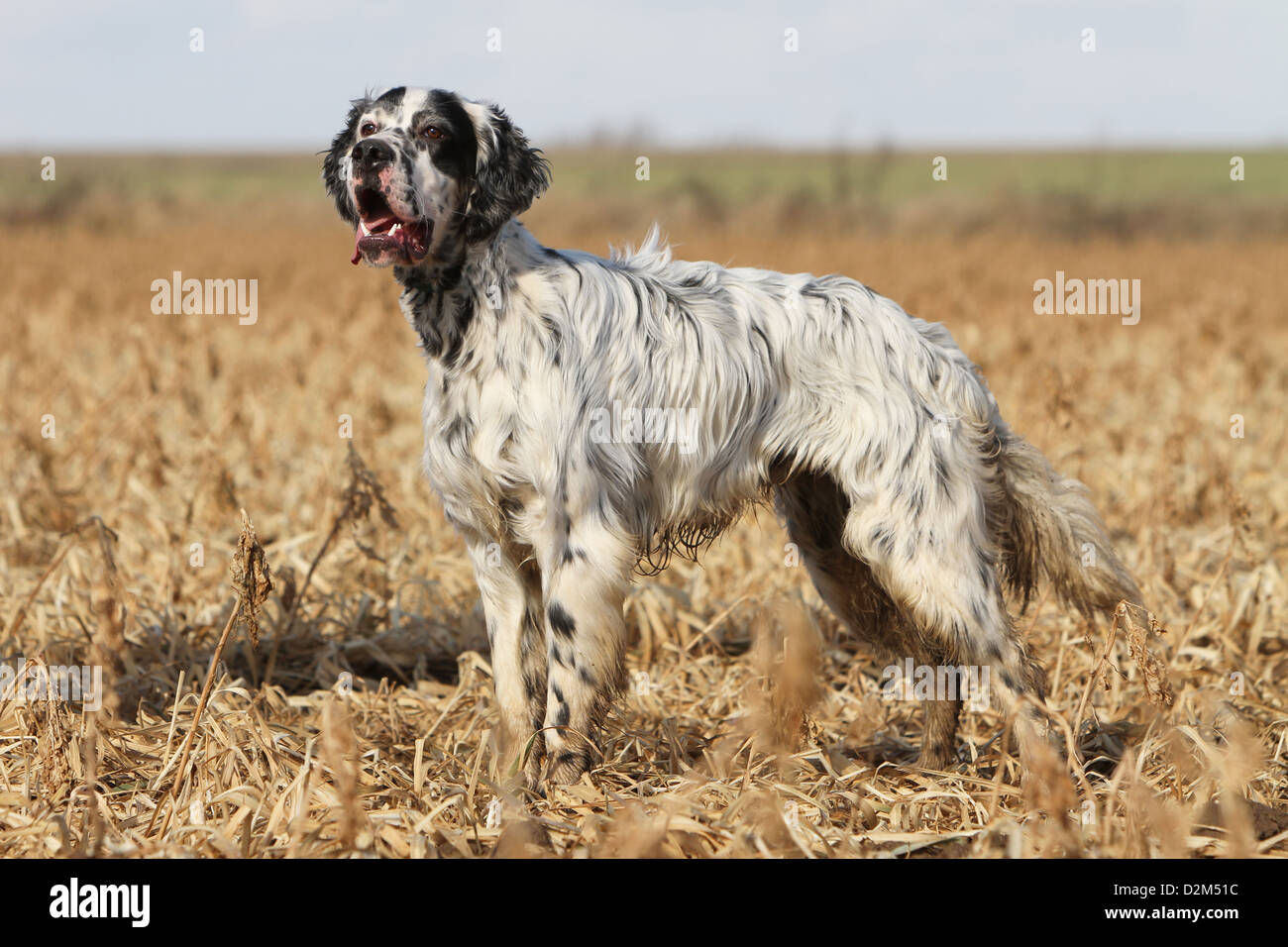 Dog English Setter adult (blue Belton) standing in a field Stock Photo ...