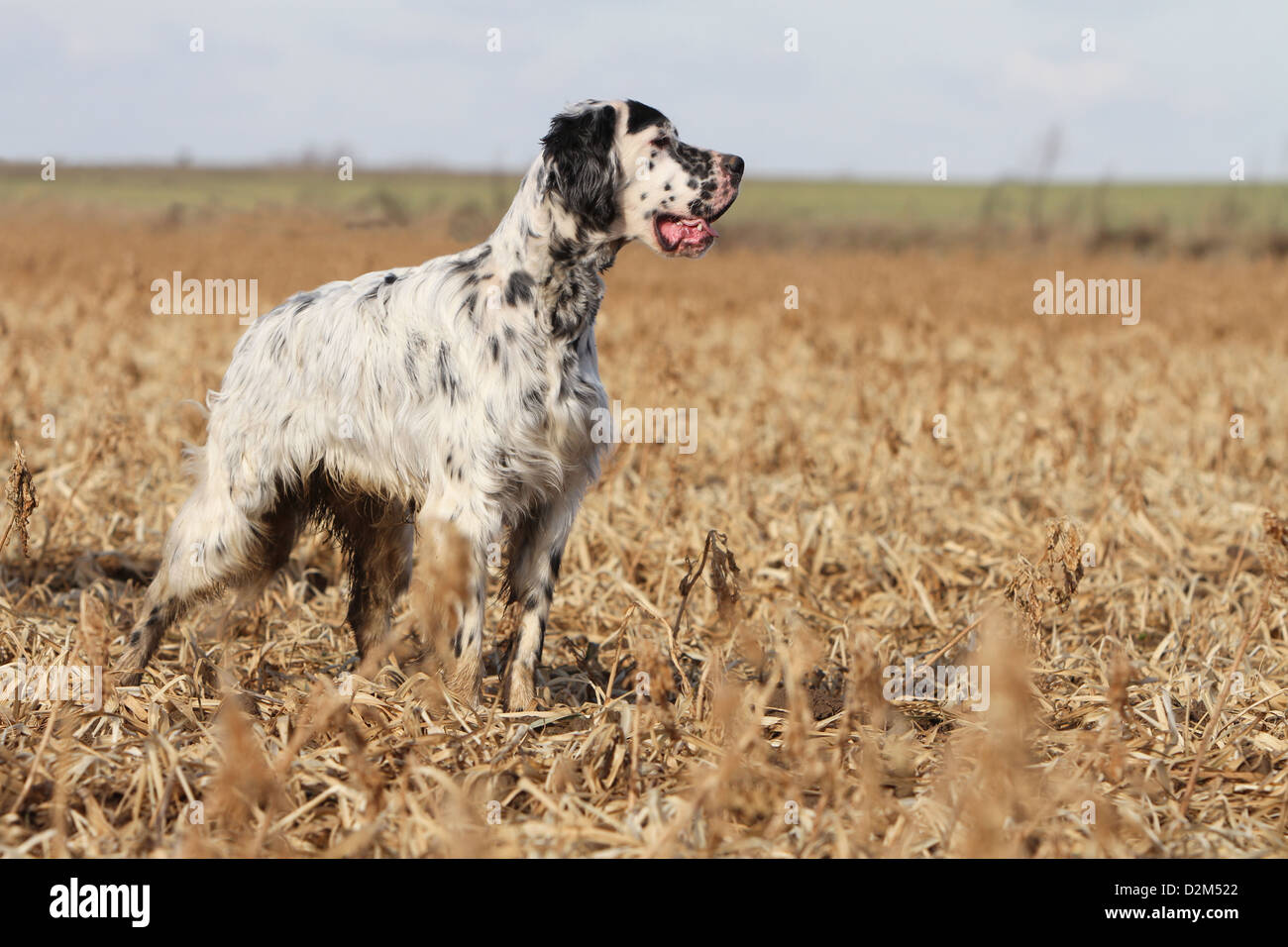 Dog English Setter adult (blue Belton) standing in a field Stock Photo ...