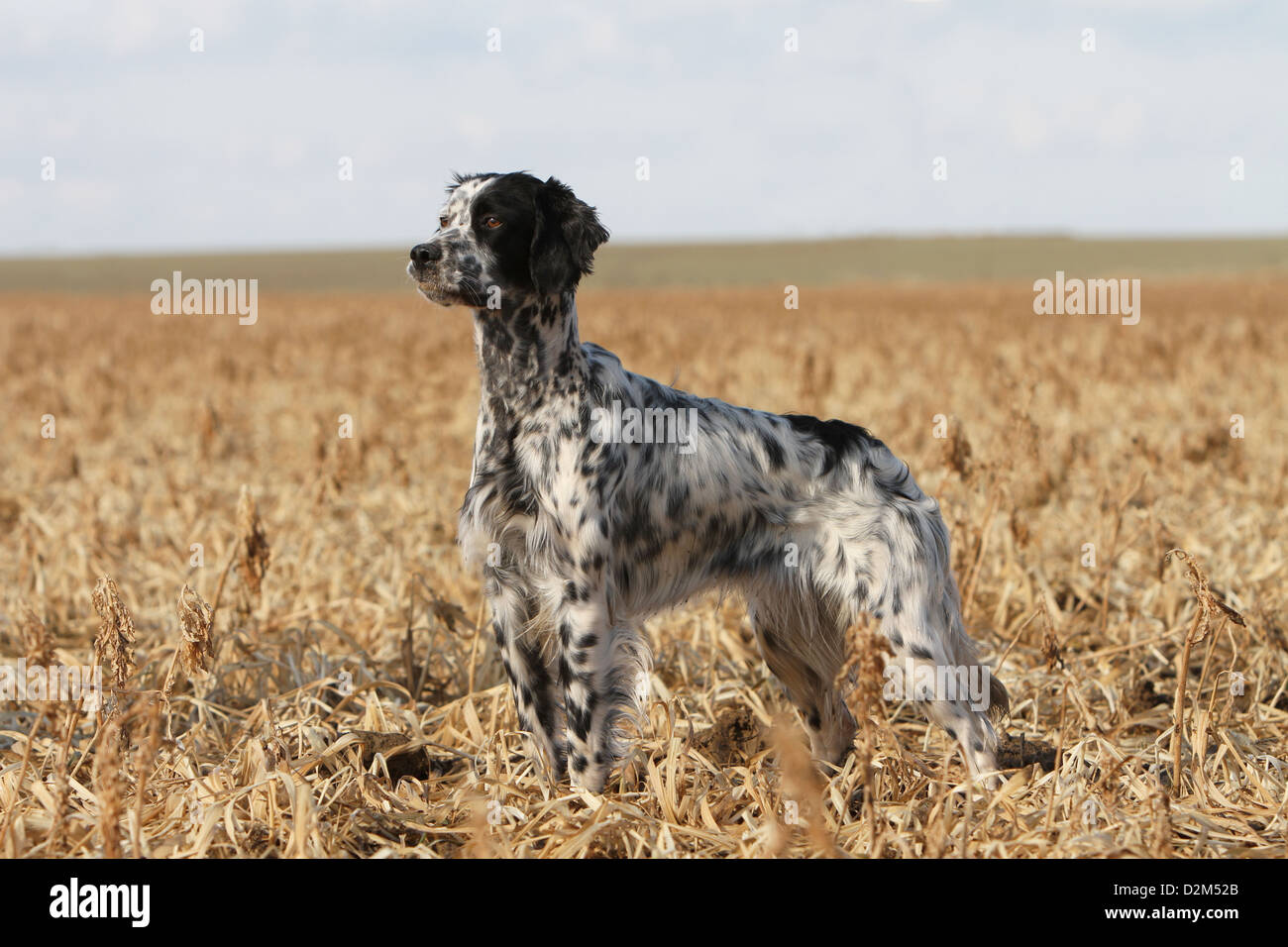 Dog English Setter adult (blue Belton) standing in a field Stock Photo ...