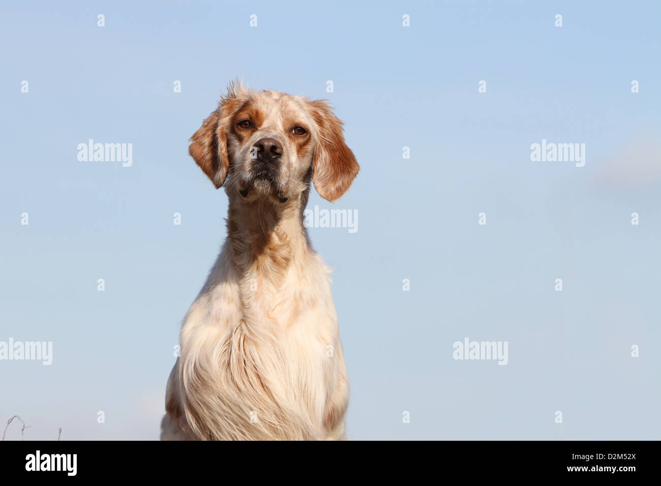 Dog English Setter adult (orange Belton) portrait Stock Photo - Alamy