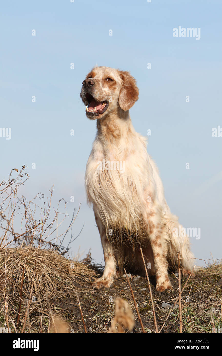 English setter orange belton hi-res stock photography and images - Alamy