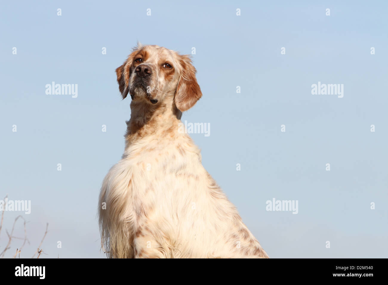 Dog English Setter adult (orange Belton) portrait Stock Photo - Alamy