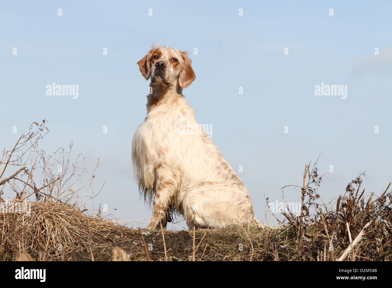 Dog English Setter adult (orange Belton) sitting in a meadow Stock ...