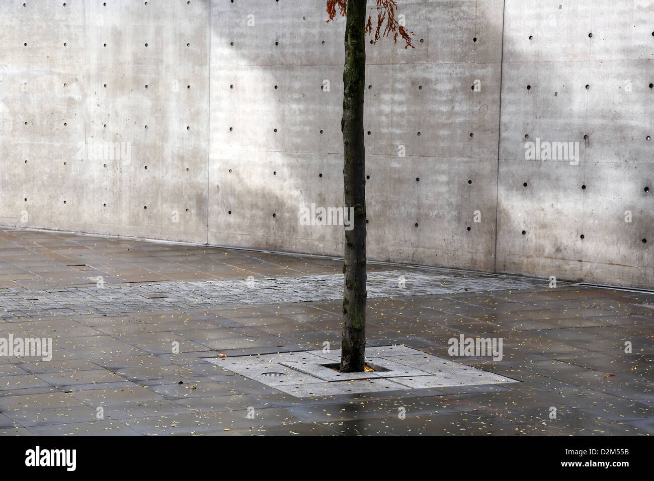 Lonely tree with concrete wall in Piccadilly garden, Manchester UK ...