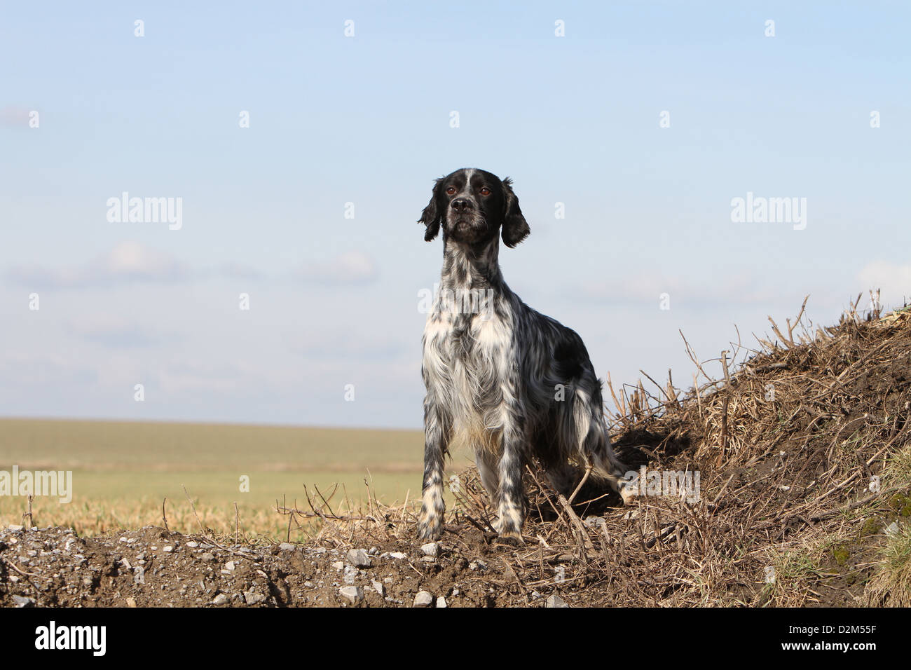 Dog English Setter adult (blue Belton) standing in a field Stock Photo ...