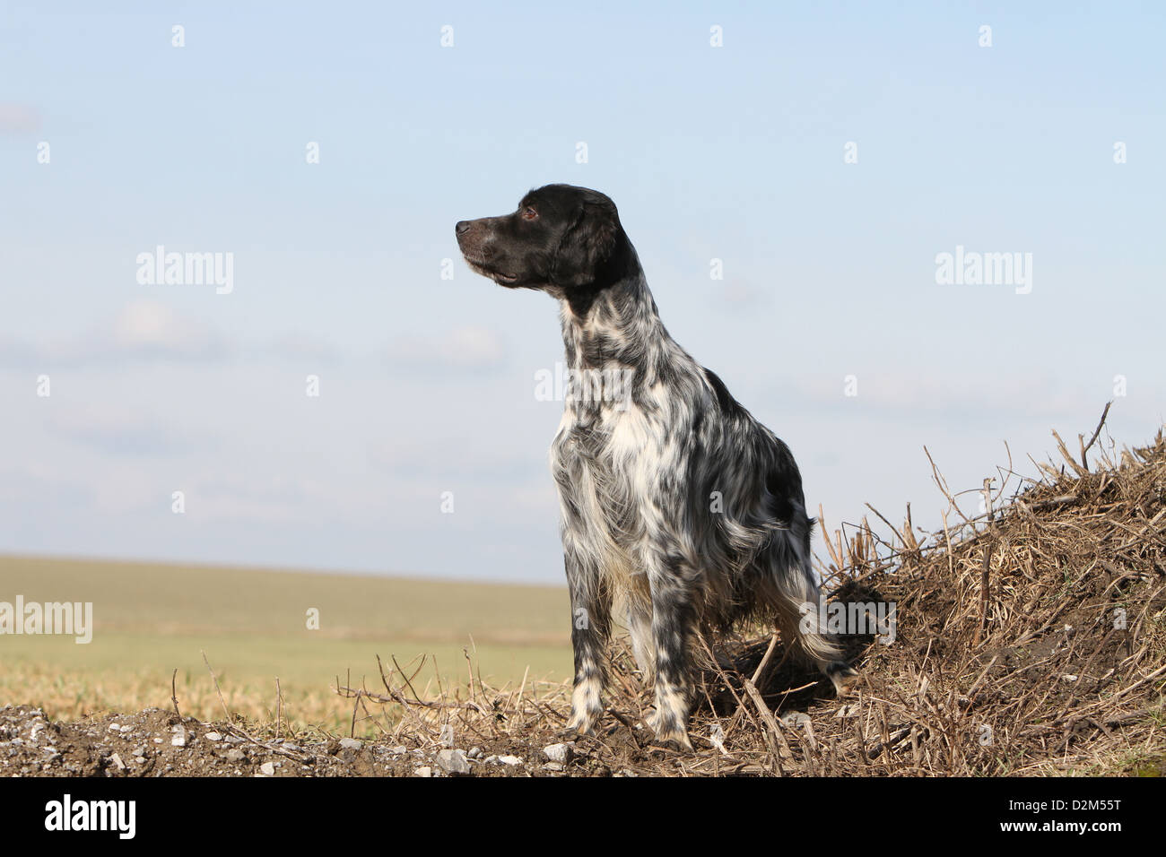 Dog English Setter adult (blue Belton) standing in a field Stock Photo ...
