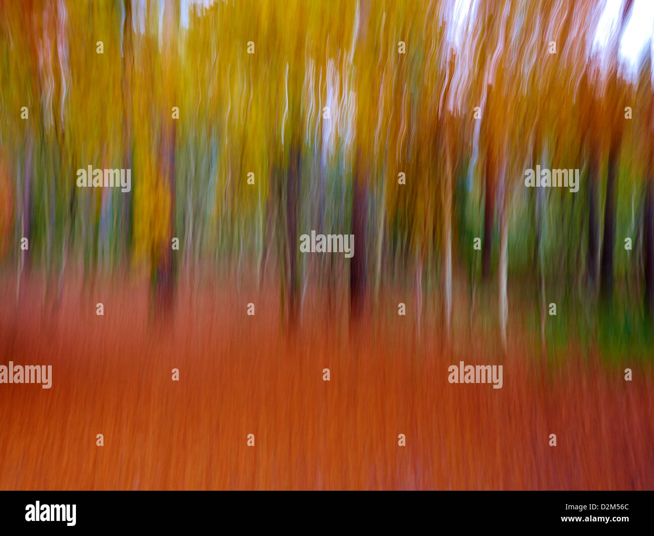 And blurry trees hi-res stock photography and images - Alamy