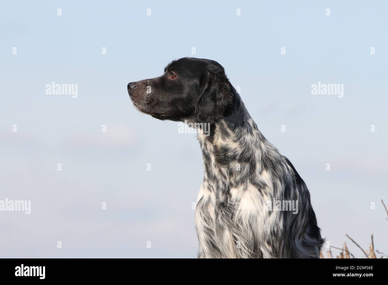 Dog English Setter adult (blue Belton) portrait profile Stock Photo - Alamy