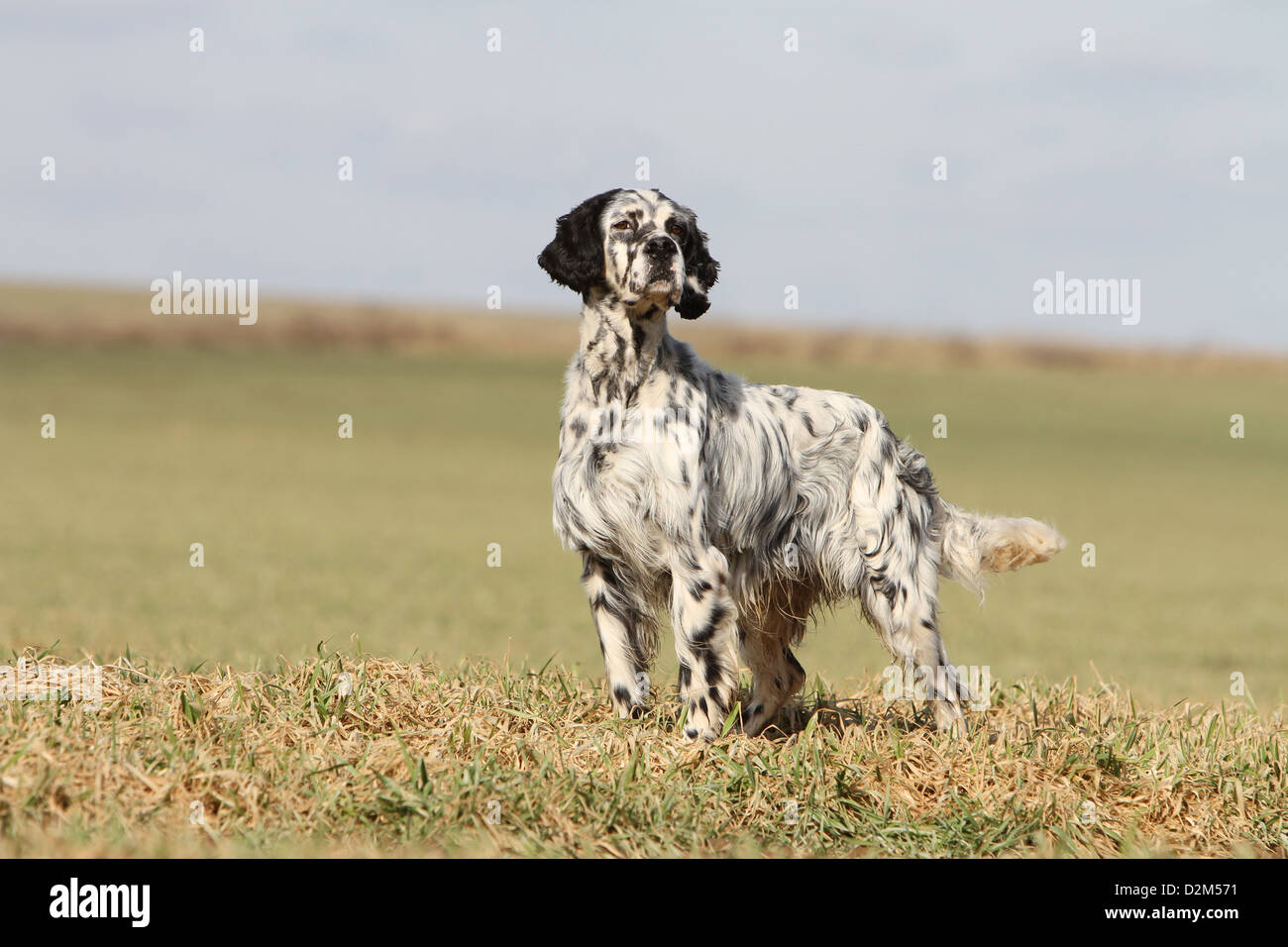 Dog English Setter adult (blue Belton) standing in a field Stock Photo ...