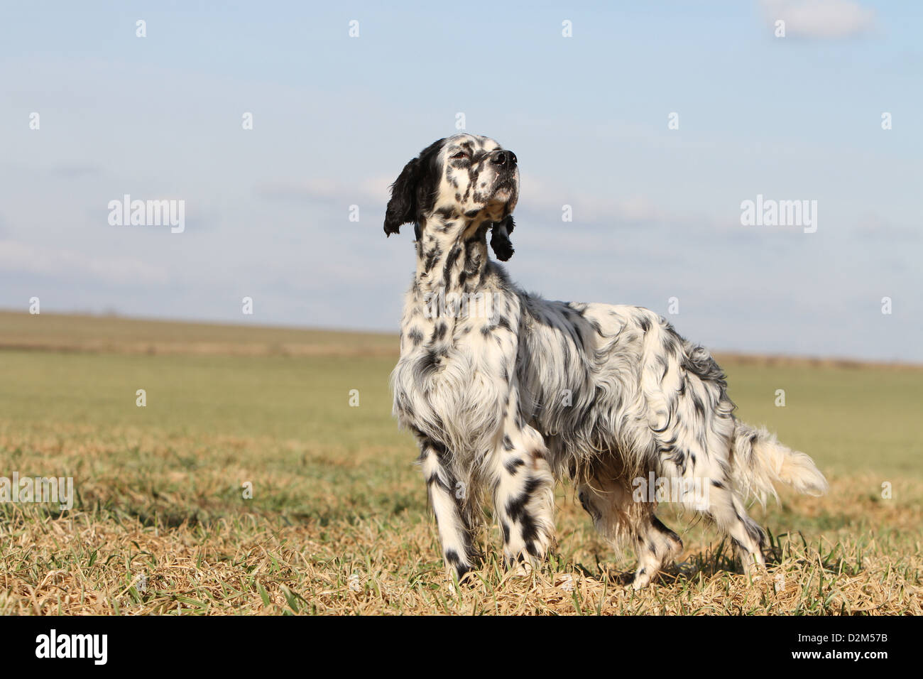 Dog English Setter adult (blue Belton) standing in a field Stock Photo ...