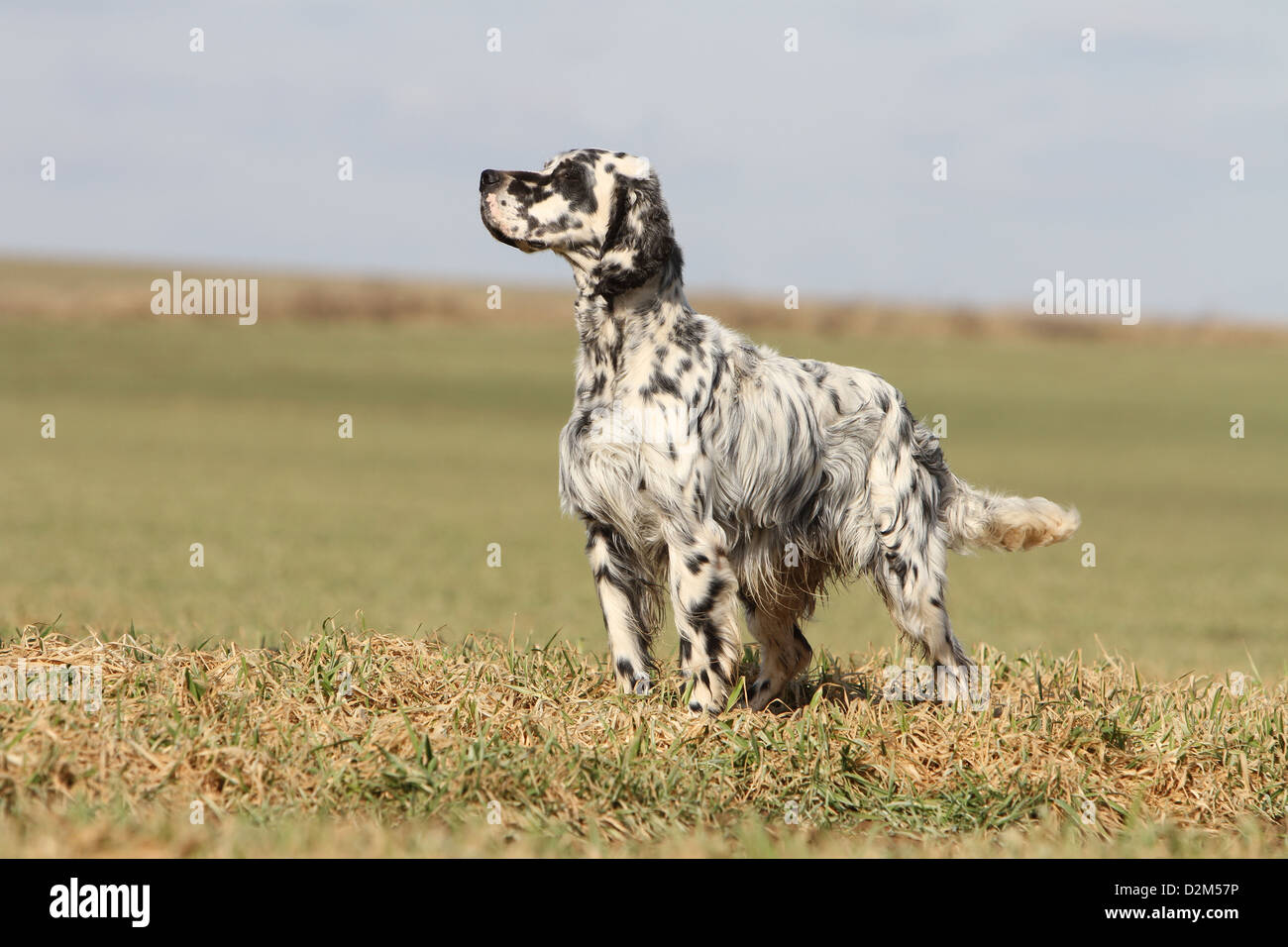 Dog English Setter adult (blue Belton) standing in a field Stock Photo ...