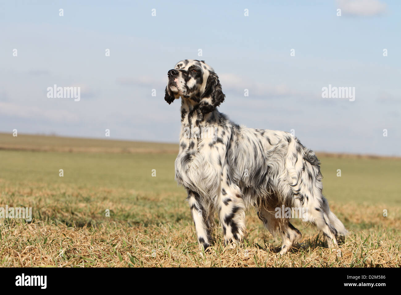 Dog English Setter adult (blue Belton) standing in a field Stock Photo ...