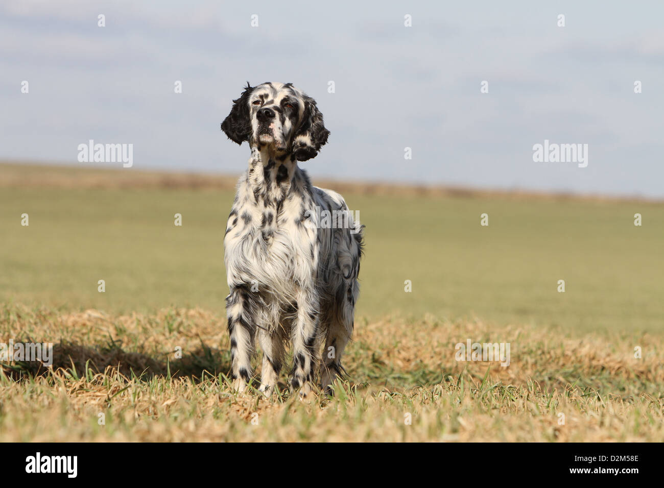 Dog English Setter adult (blue Belton) standing in a field Stock Photo ...