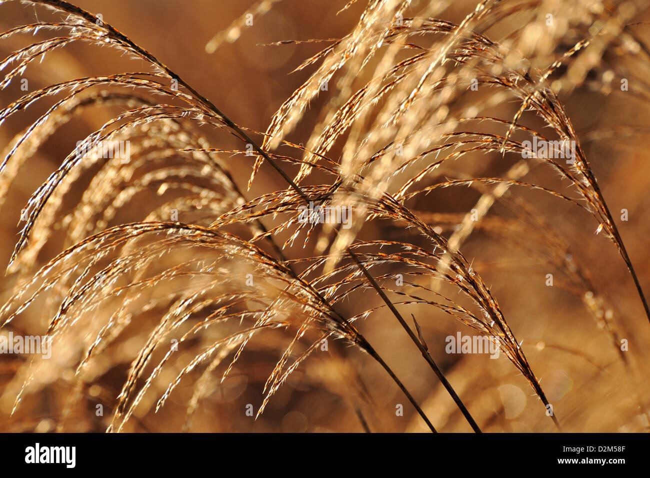 Tall susuki grasses in the Asagiri Highlands near Mount Fuji, Japan ...