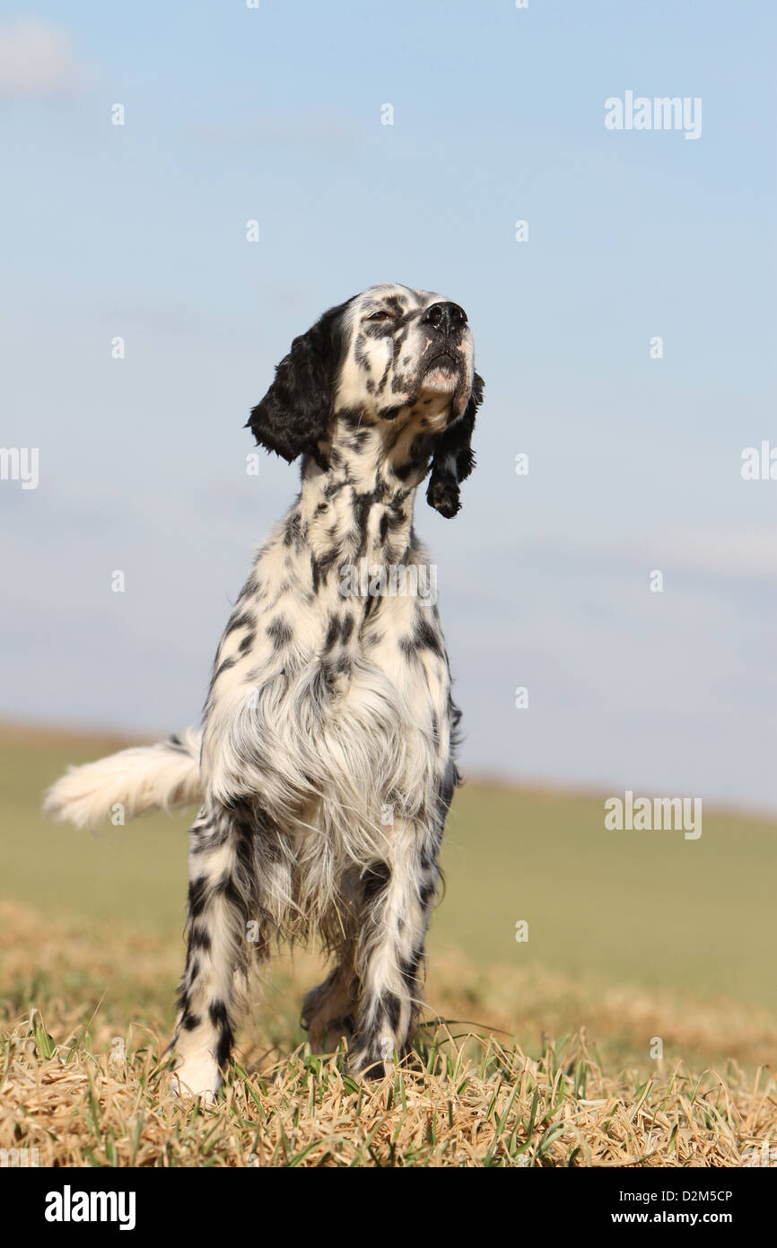Dog English Setter adult (blue Belton) standing in a field Stock Photo ...