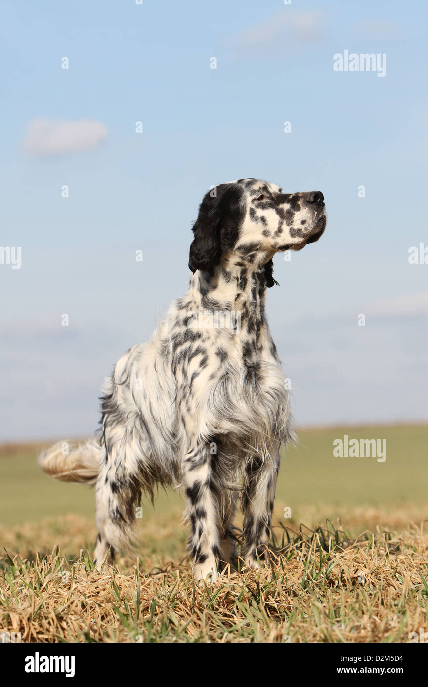Blue belton english setter hi-res stock photography and images - Alamy