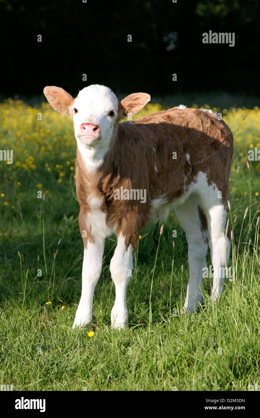English buttercup hi-res stock photography and images - Alamy