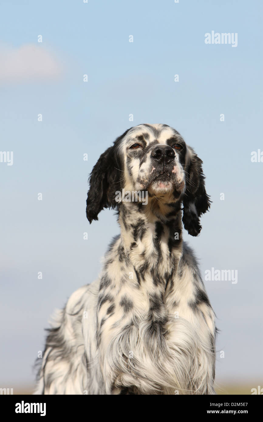 Dog English Setter adult (blue Belton) portrait Stock Photo - Alamy