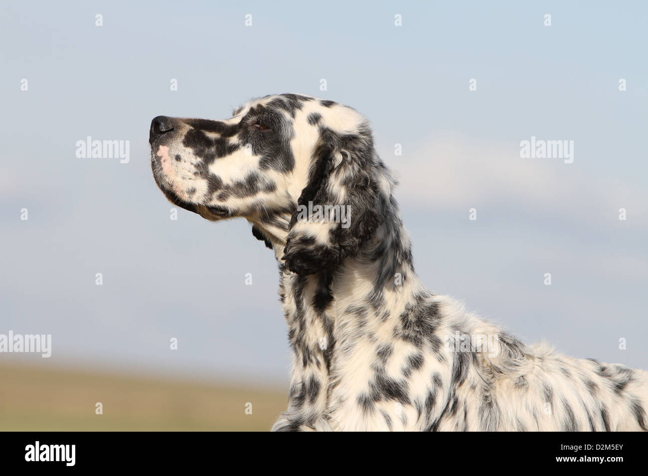 Dog English Setter adult (blue Belton) portrait profile Stock Photo - Alamy