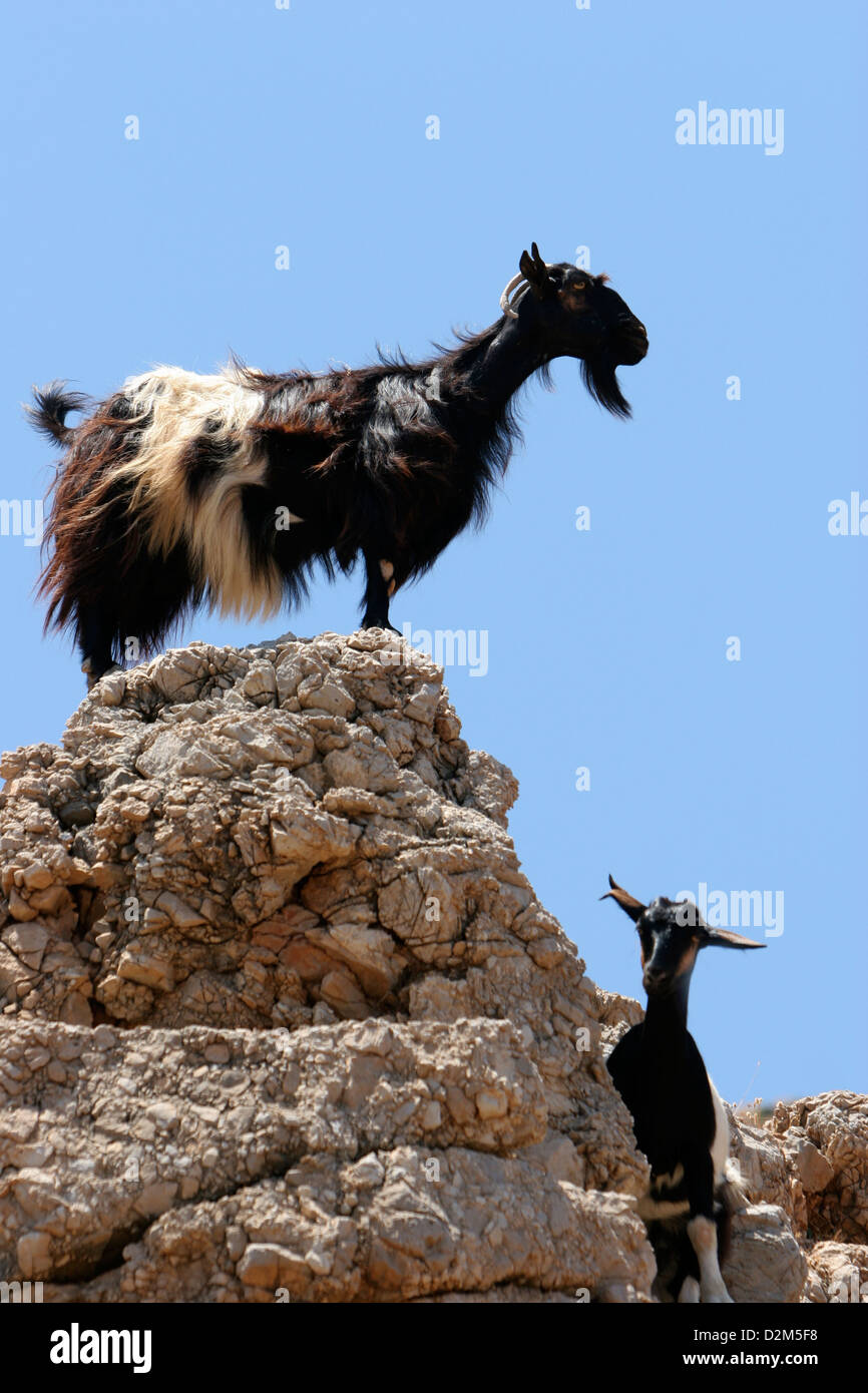 Kid goat hi-res stock photography and images - Alamy