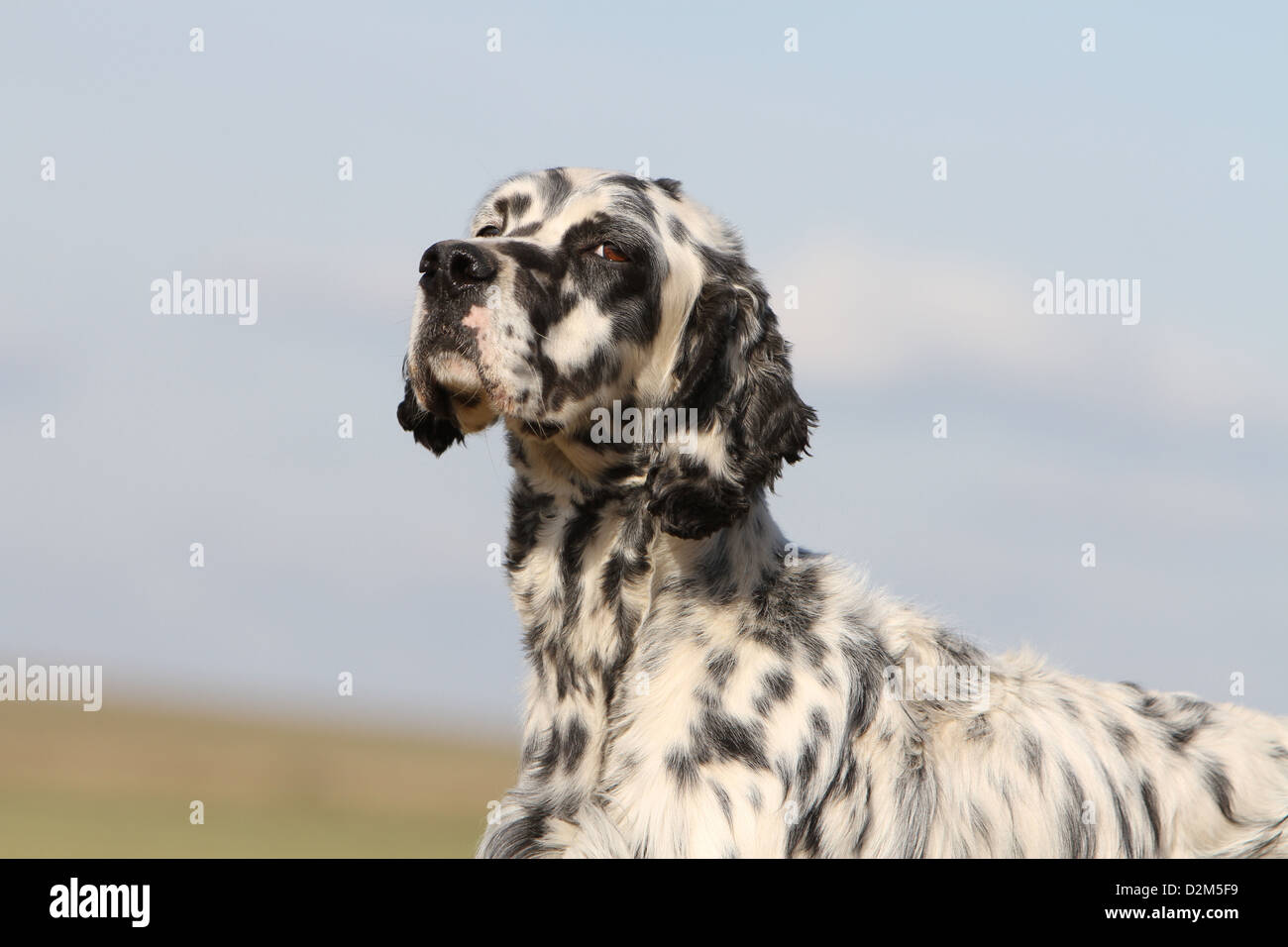 Dog English Setter adult (blue Belton) portrait profile Stock Photo - Alamy