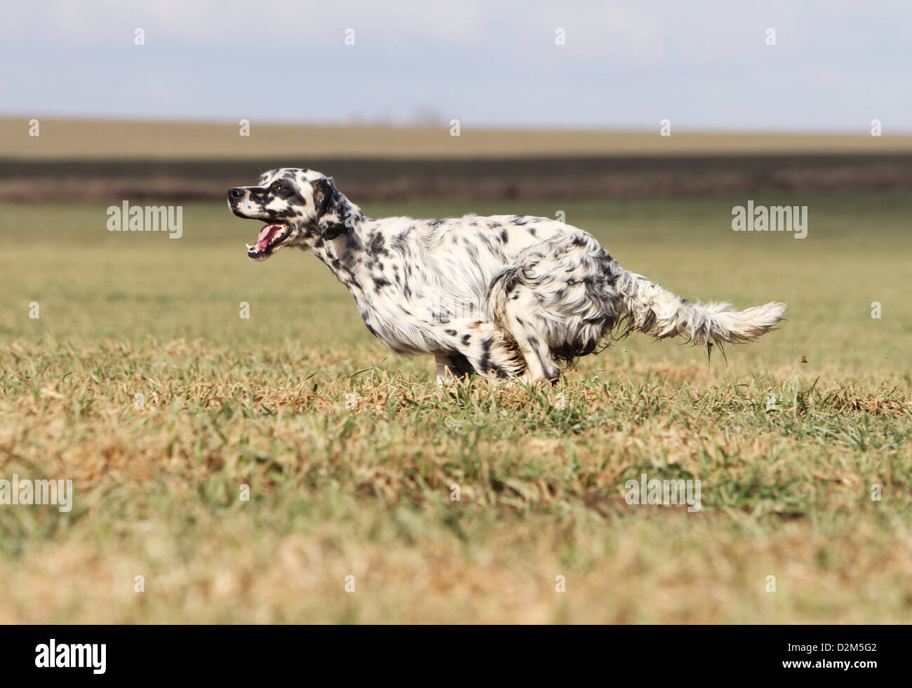 Dog English Setter adult (blue Belton) running in a field Stock Photo ...