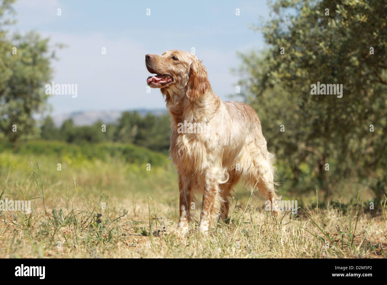English setter orange belton hi-res stock photography and images - Alamy