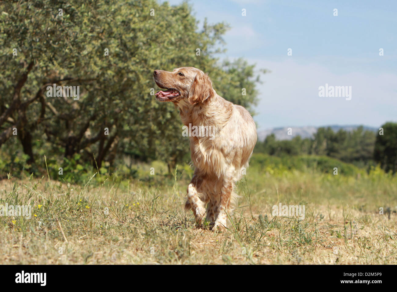 Dog English Setter adult (orange Belton) standing in a meadow Stock ...
