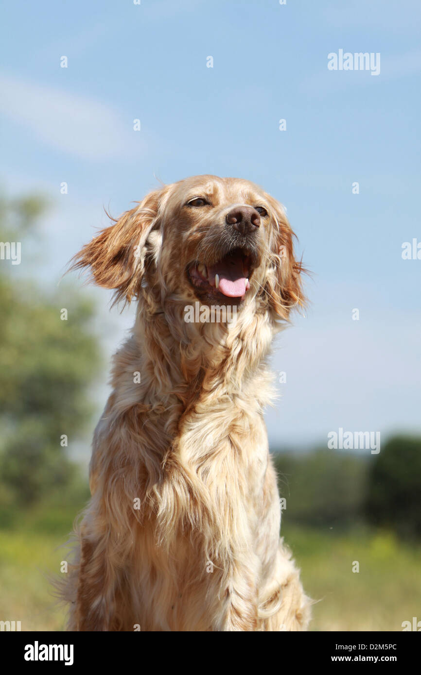 Dog English Setter adult (orange Belton) portrait Stock Photo - Alamy