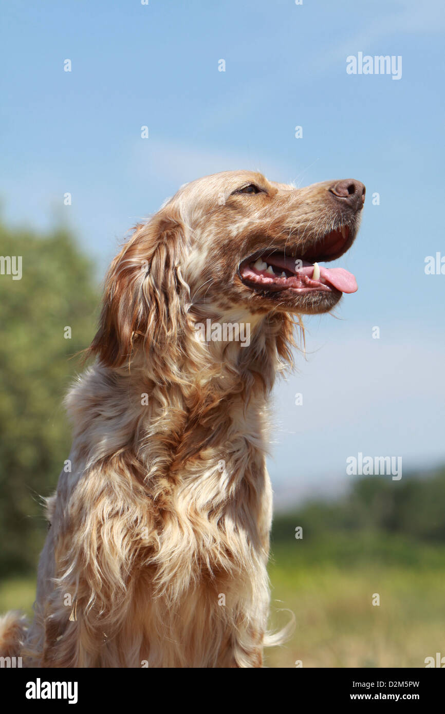 Dog English Setter adult (orange Belton) portrait profile Stock Photo ...