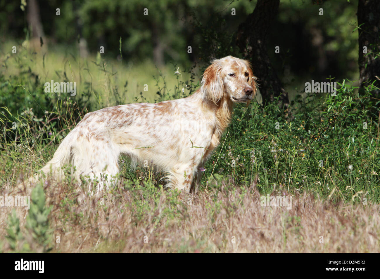 Dog English Setter adult (orange Belton) standing in a wood Stock Photo ...