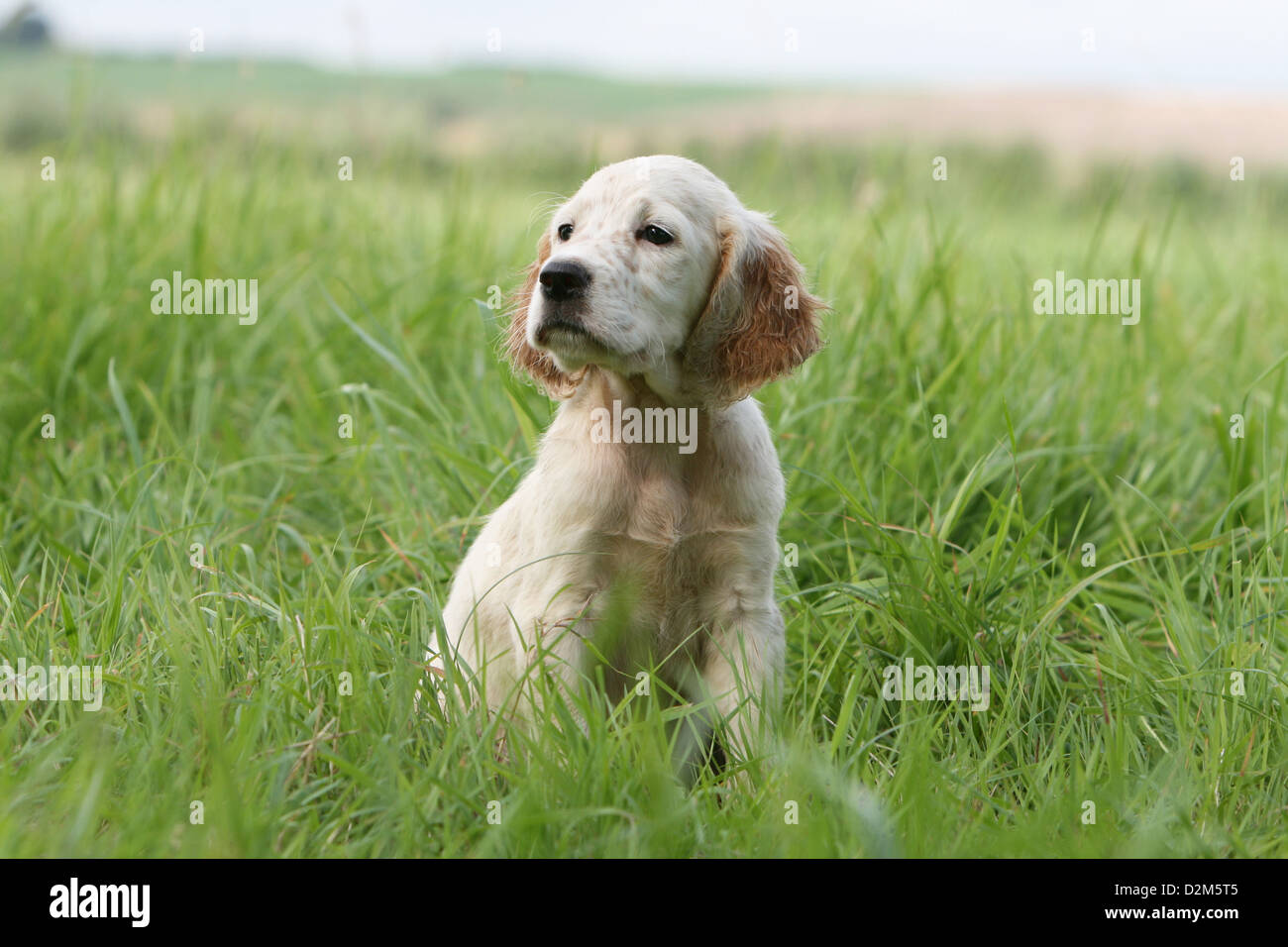 Dog English Setter puppy (orange Belton) sitting in a meadow Stock ...