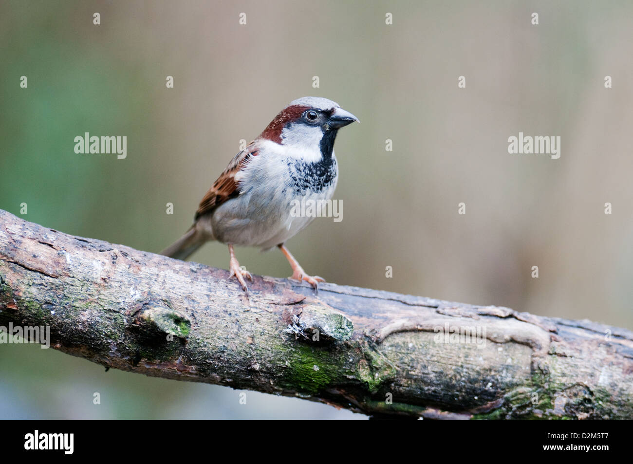 Mail house sparrow on branch Stock Photo - Alamy
