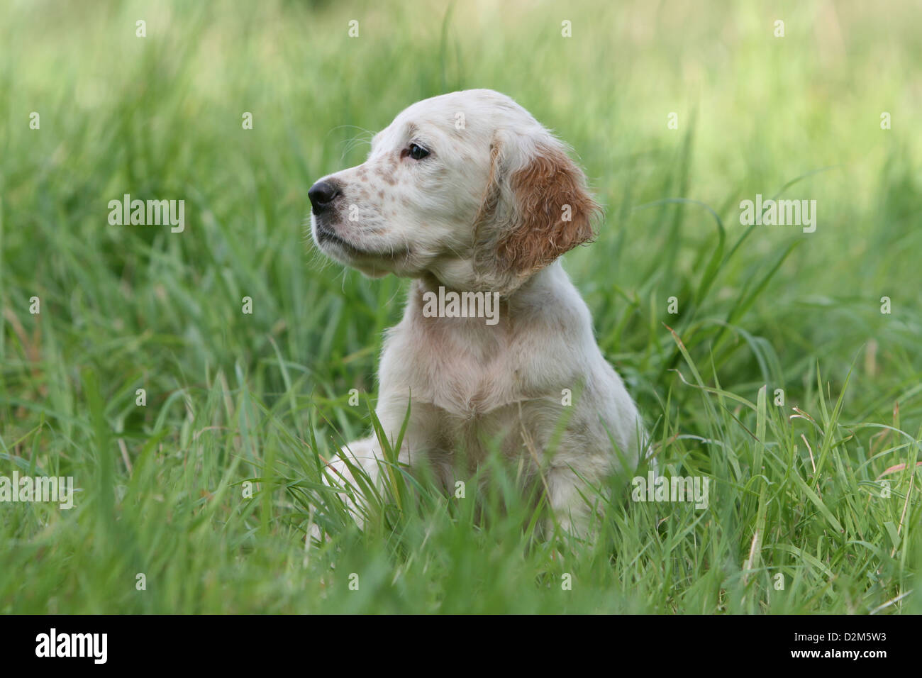 Dog English Setter puppy (orange Belton) sitting in a meadow Stock ...