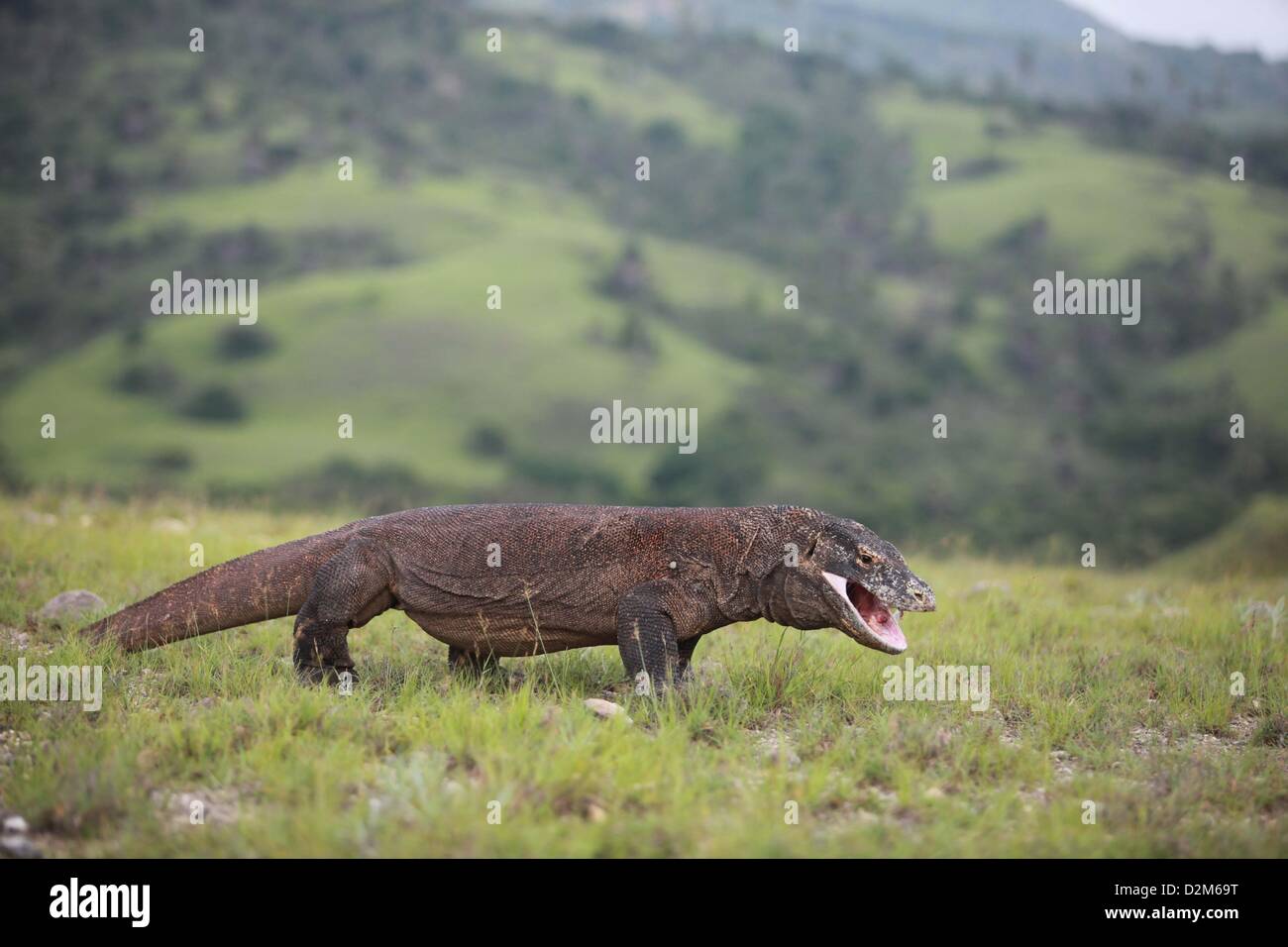 The largest living species of lizard hi-res stock photography and ...