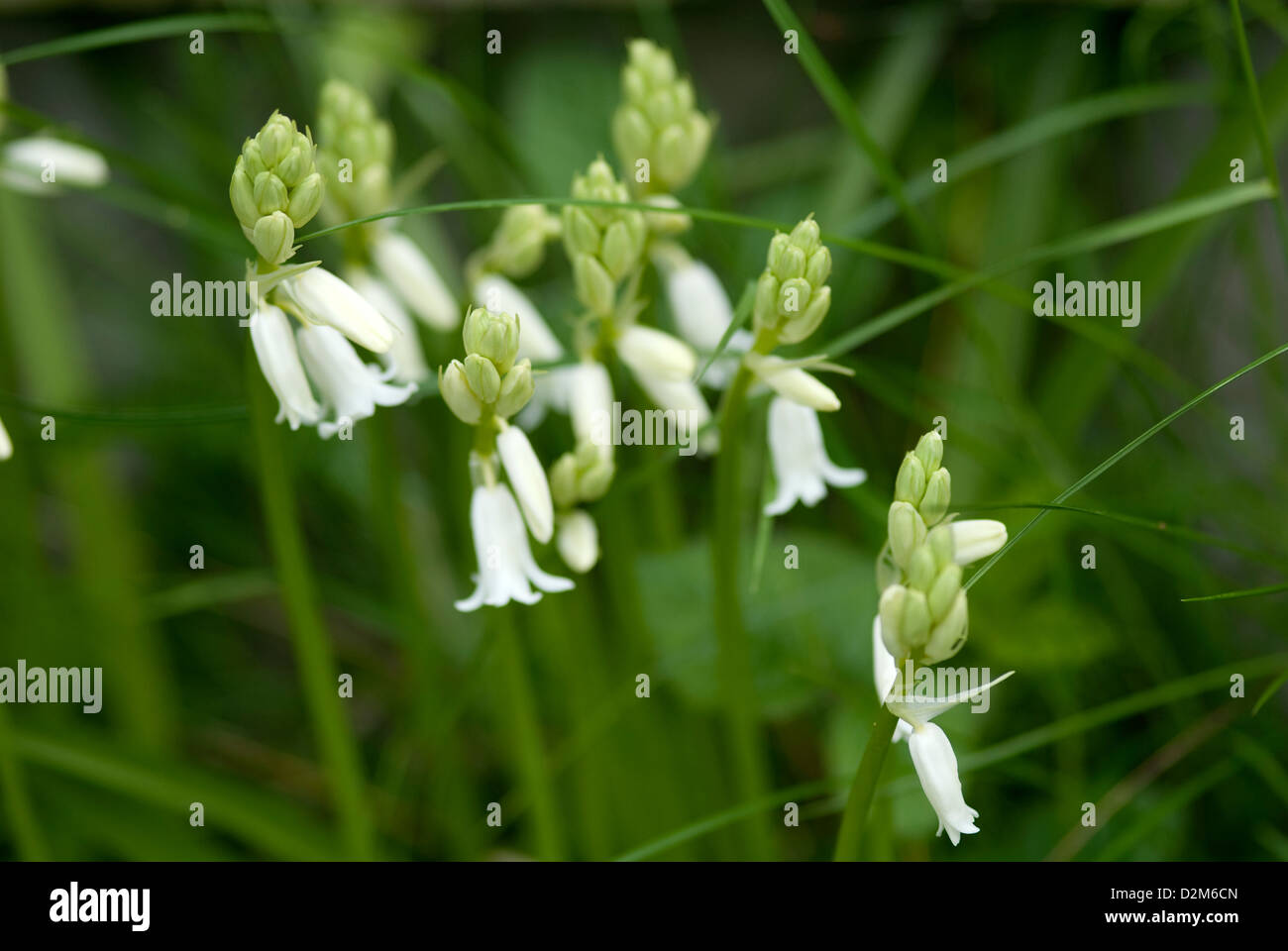 The white bell shaped petals of White bells Stock Photo - Alamy