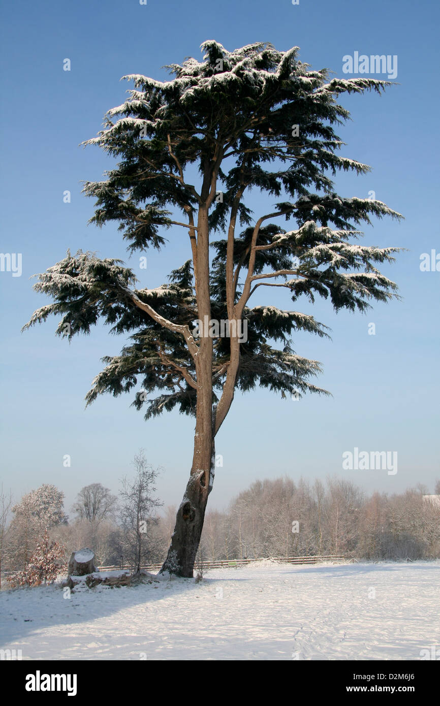 Cedar Tree Lebanon Stock Photos & Cedar Tree Lebanon Stock Images - Alamy