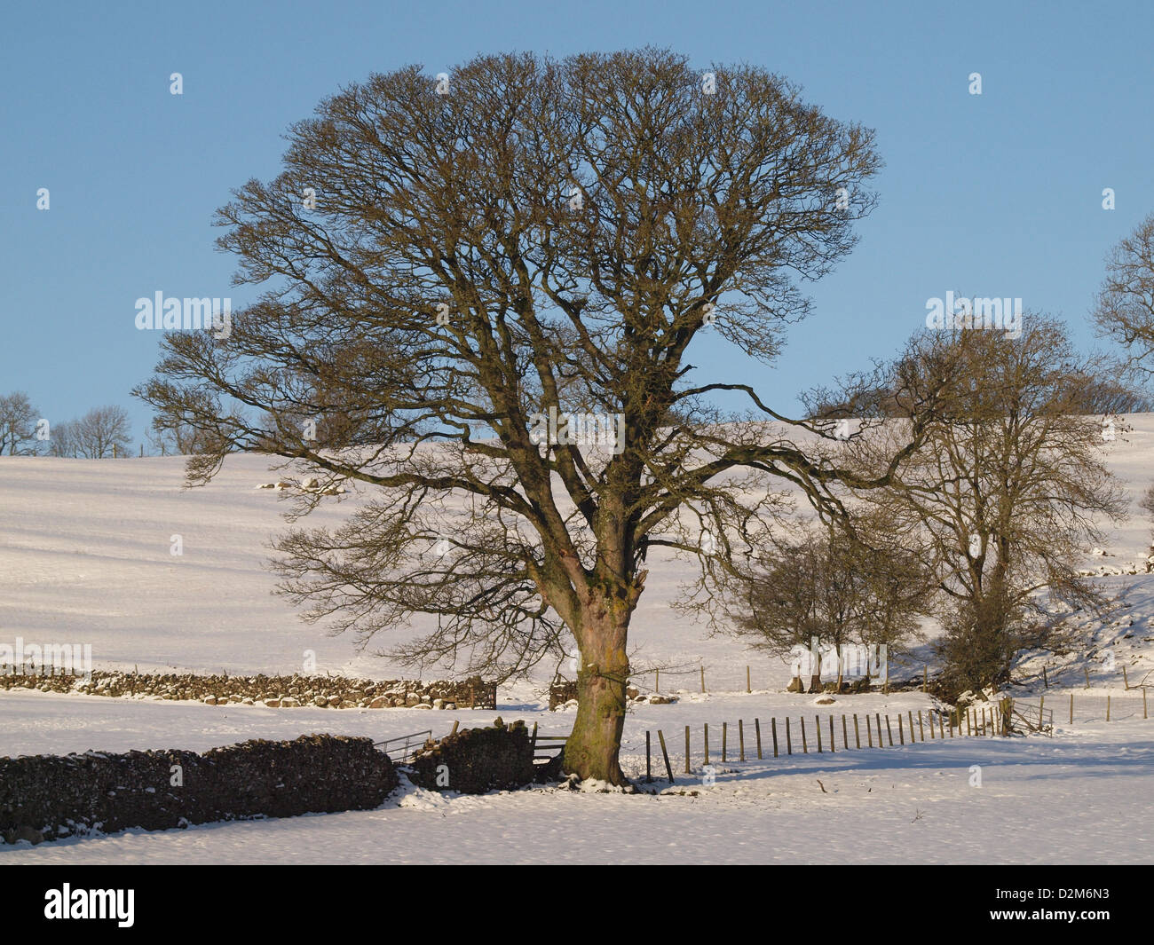 mature sycamore tree (Acer pseudoplatanus) in farming landscape in ...