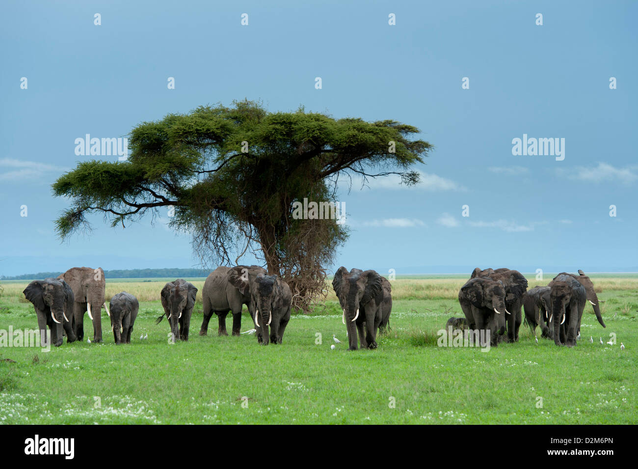 Elephants and acacia tree hi-res stock photography and images - Alamy