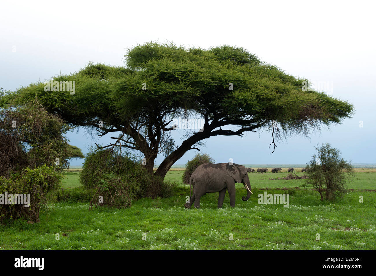 Elephants and acacia tree hi-res stock photography and images - Alamy